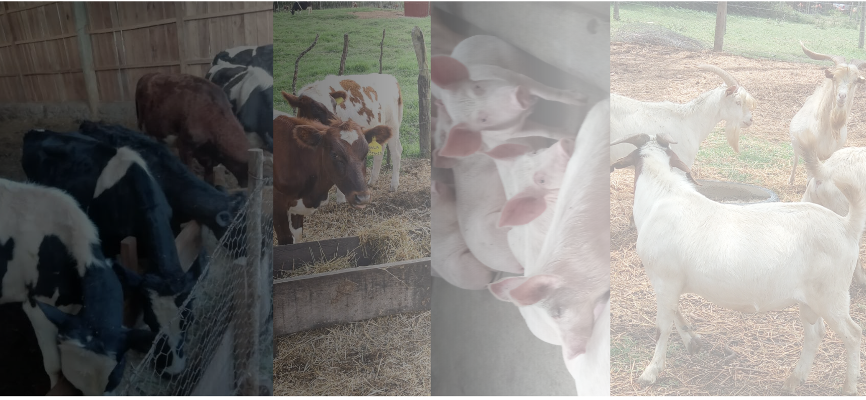 Kenya Livestock Breeders Association – Livestock Registration ...